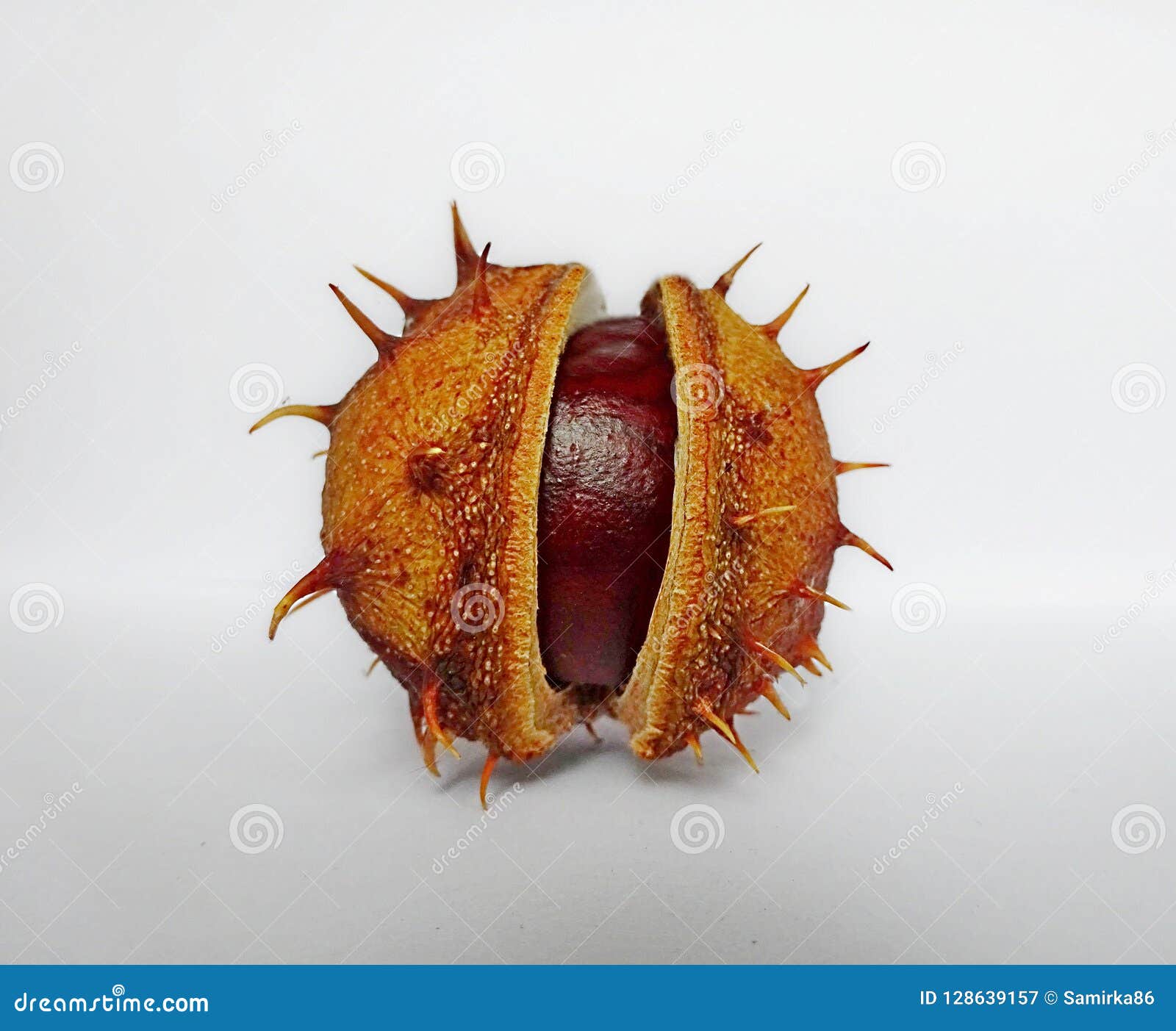 Dried Opened Chestnut with Spines on the Opened Shell on White ...