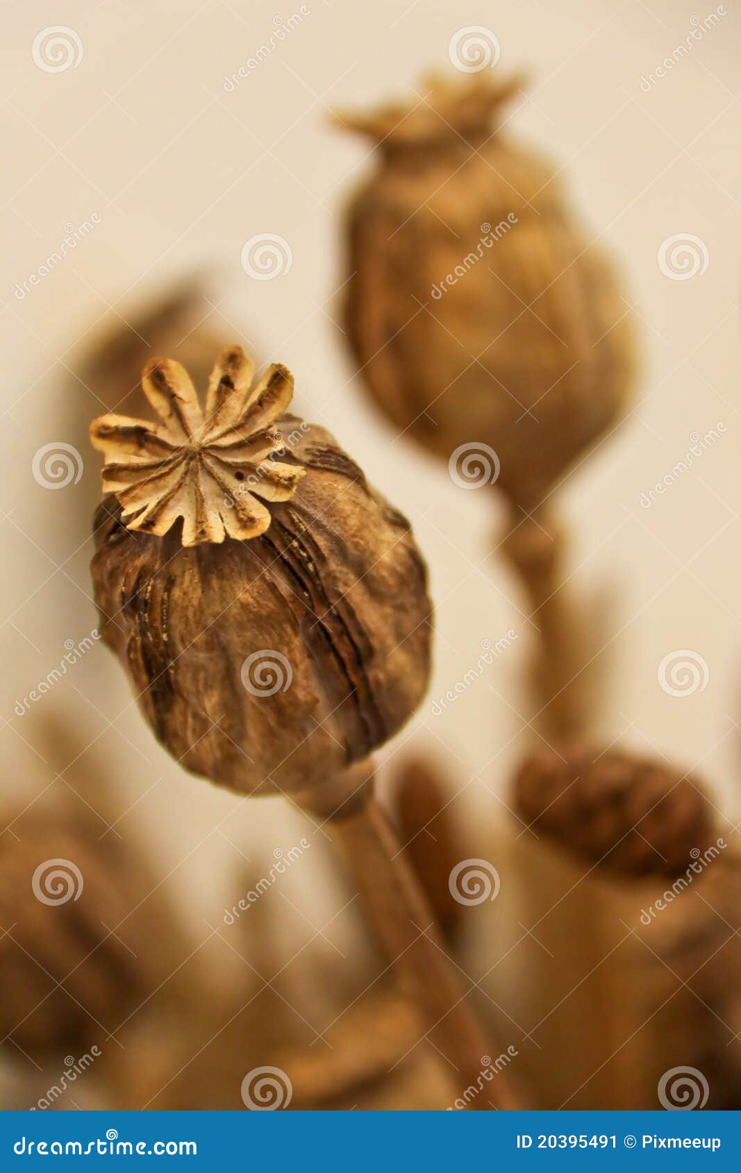 The dried opium stock image. Image of closeup, flora - 20395491