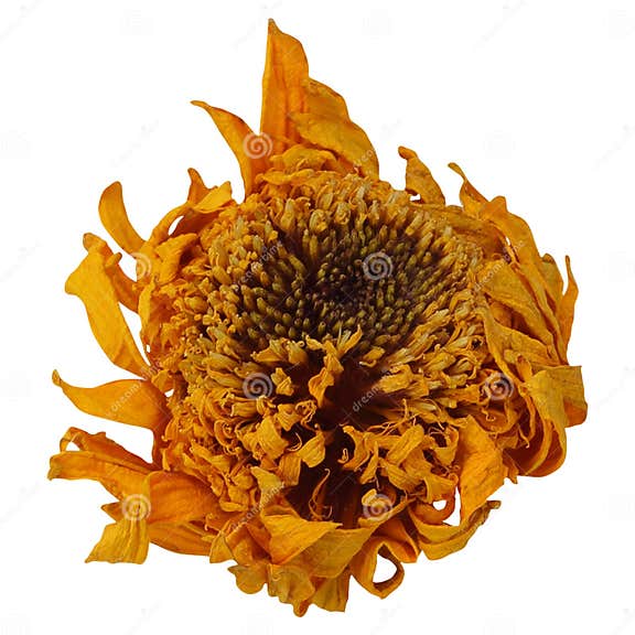 Dried Orange Gerbera Flower Stock Photo - Image of dried, flower: 358028132