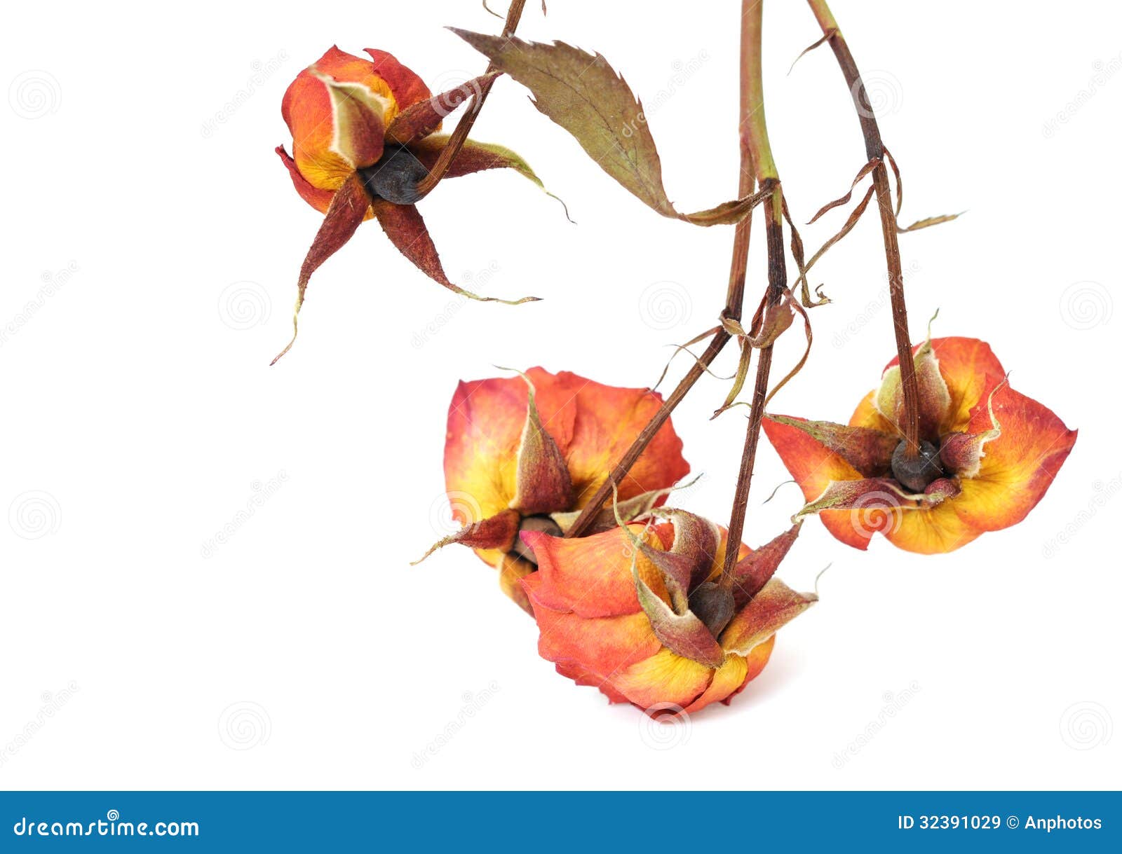 Dried orange rose stock illustration. Illustration of valentine - 32391029