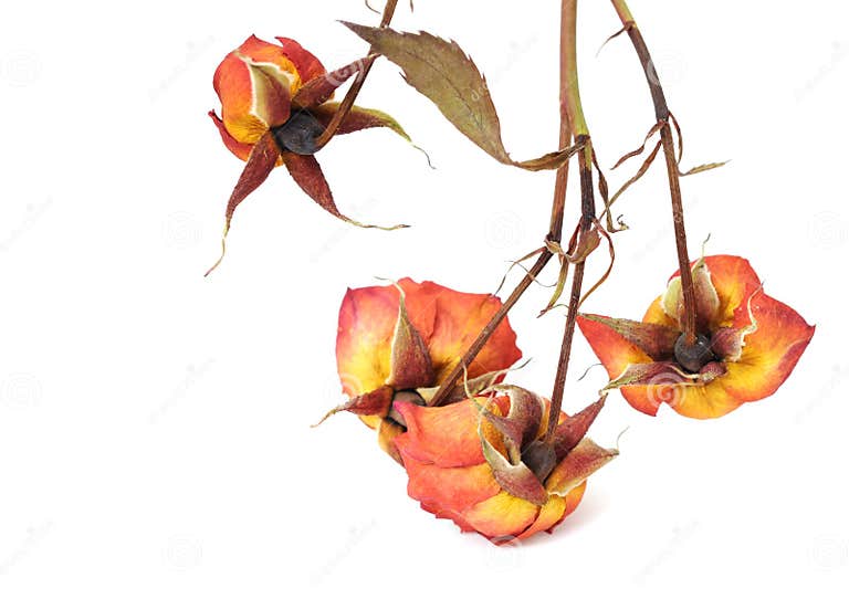 Dried orange rose stock illustration. Illustration of valentine - 32391029