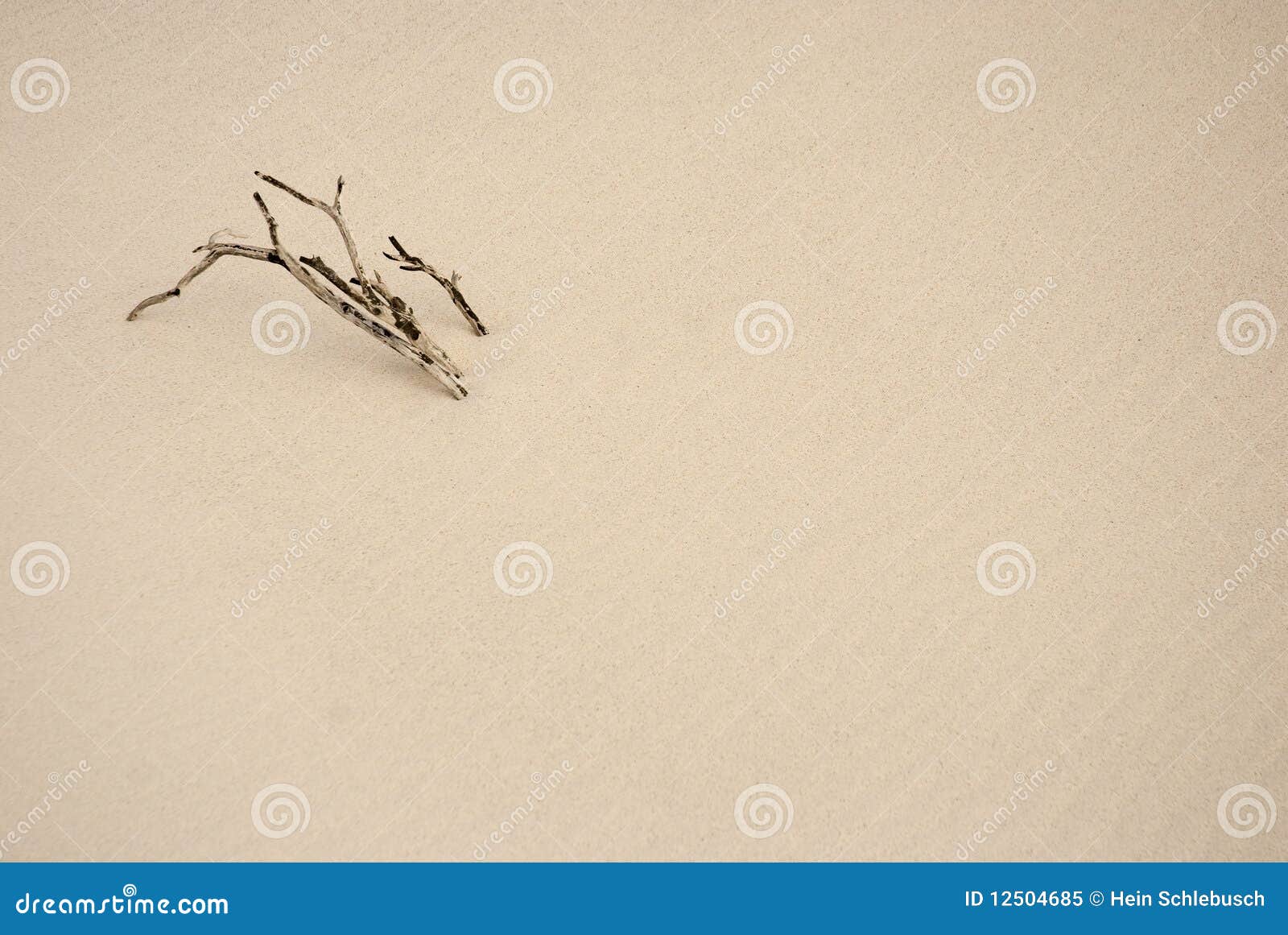 Dried Out Branch on Desert Sand Stock Image - Image of bush, ripple ...