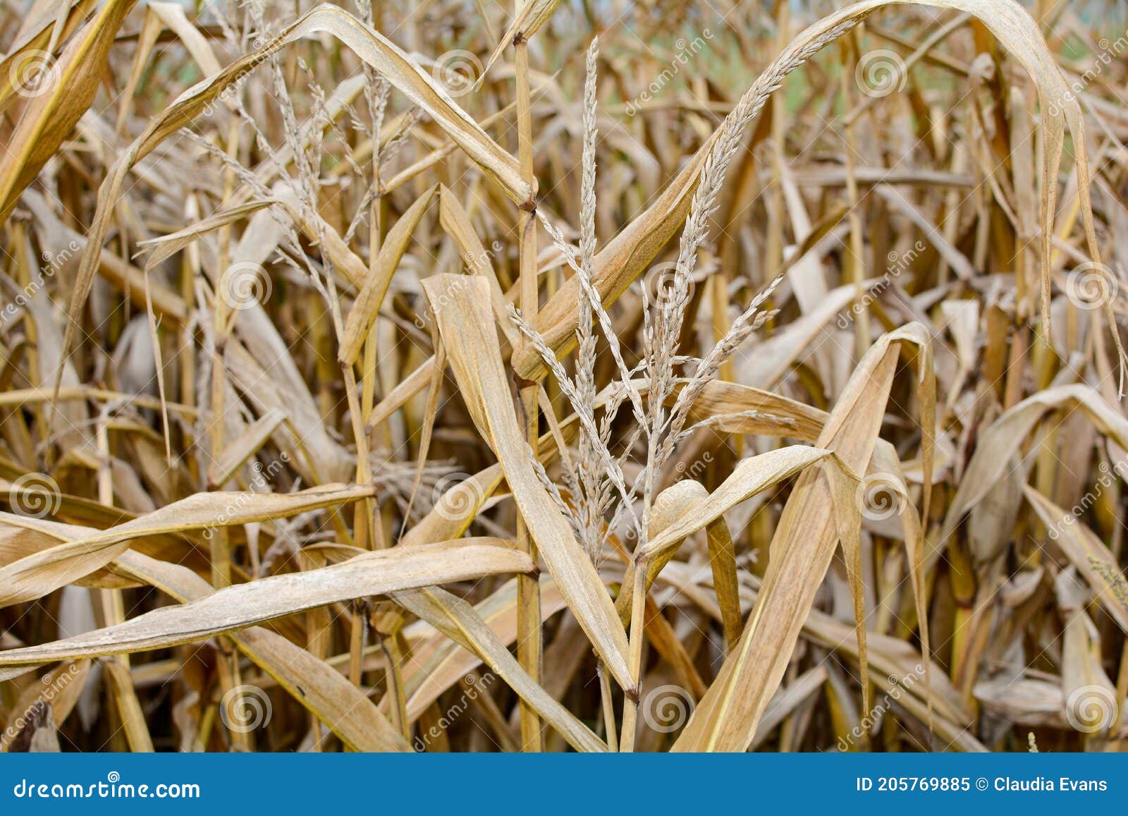 A Dried Out Corn Field in Autumn Stock Image - Image of grow, hunger ...