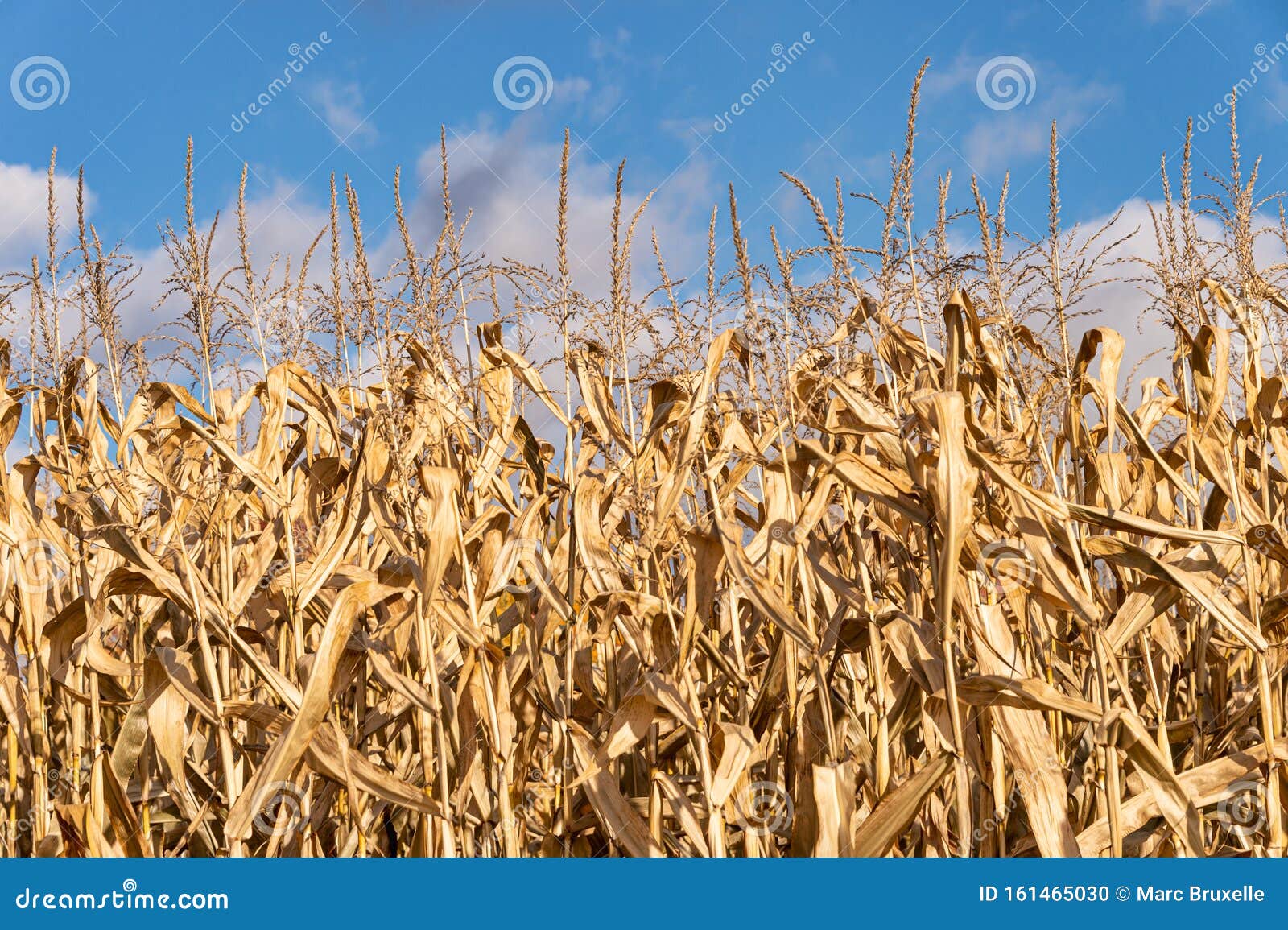 Dried Out Corn Field in Canada Stock Photo - Image of blue, heatwave ...