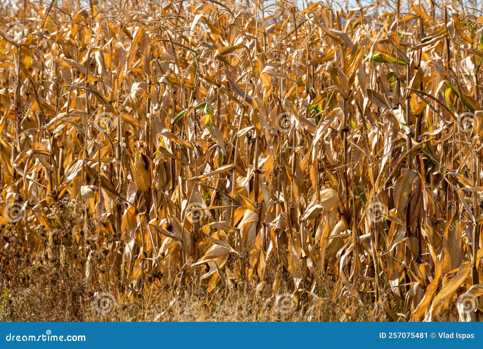 Dried Out Corn Field. Ripe Corn Left To Dry Stock Image - Image of ...