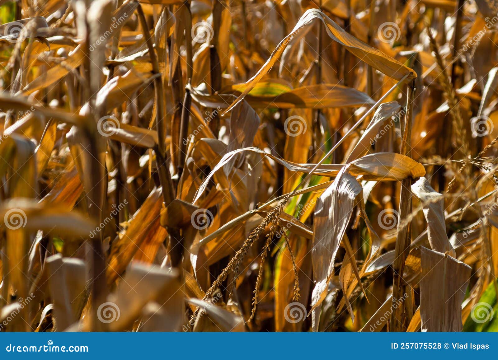 Dried Out Corn Field. Ripe Corn Left To Dry Stock Photo - Image of crop ...