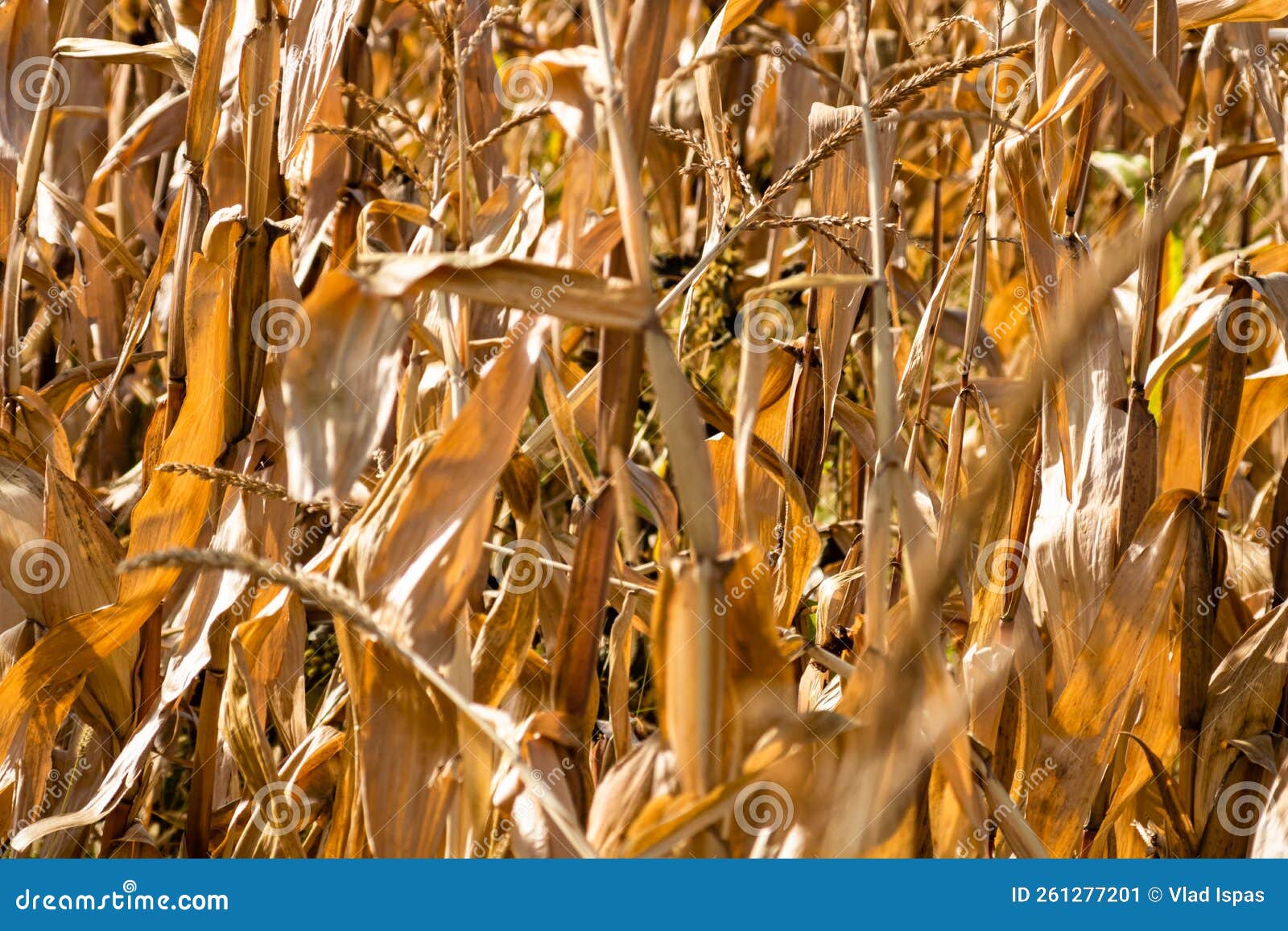 Dried Out Corn Field. Ripe Corn Left To Dry Stock Image - Image of ...