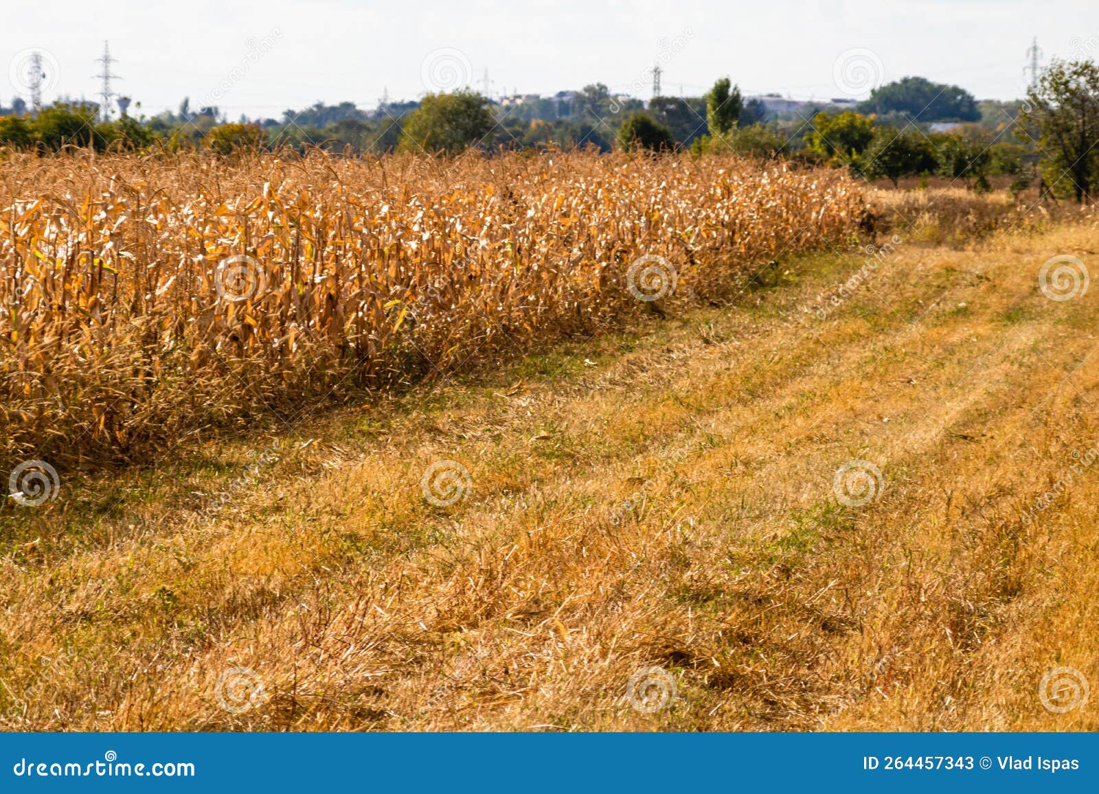 Dried Out Corn Field. Ripe Corn Left To Dry Stock Image - Image of ...