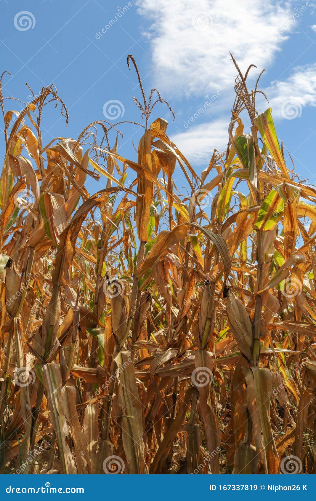 Dried out corn plants stock image. Image of corn, plant - 167337819