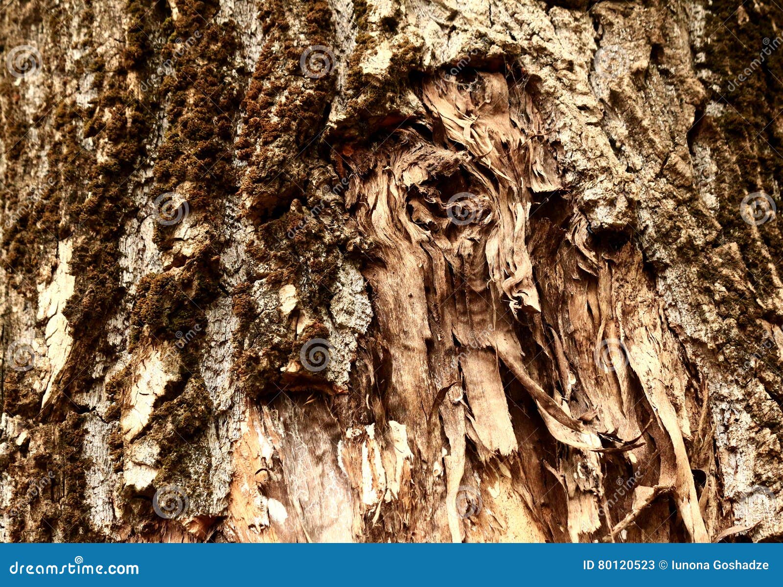 Royalty Free Images, Cartoons, Illustrations And Photos Designed By ...