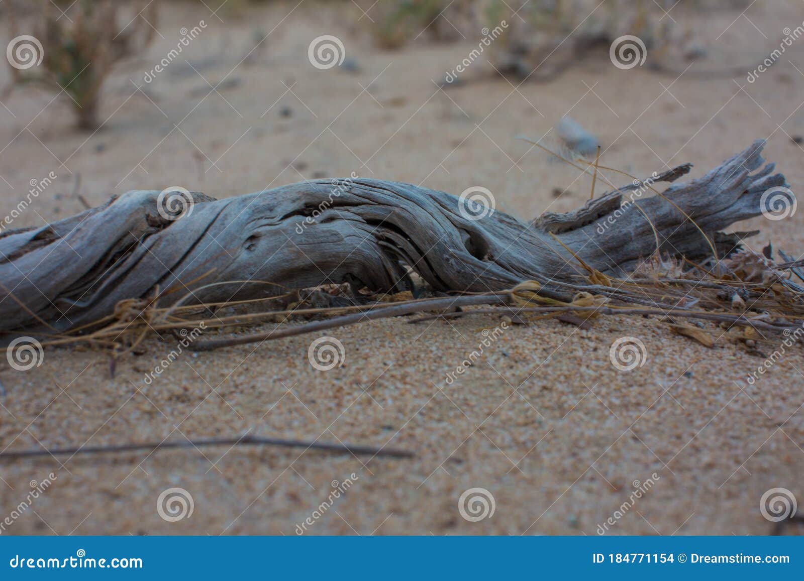 A Dried-out Dead Thorn Tree that Once Grew in the Desert Sand Stock ...