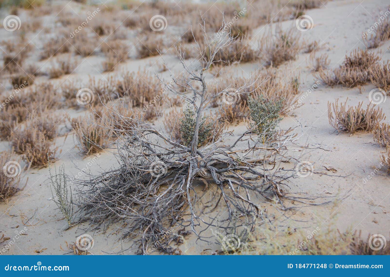 A Dried-out Dead Thorn Tree that Once Grew in the Desert Sand Stock ...