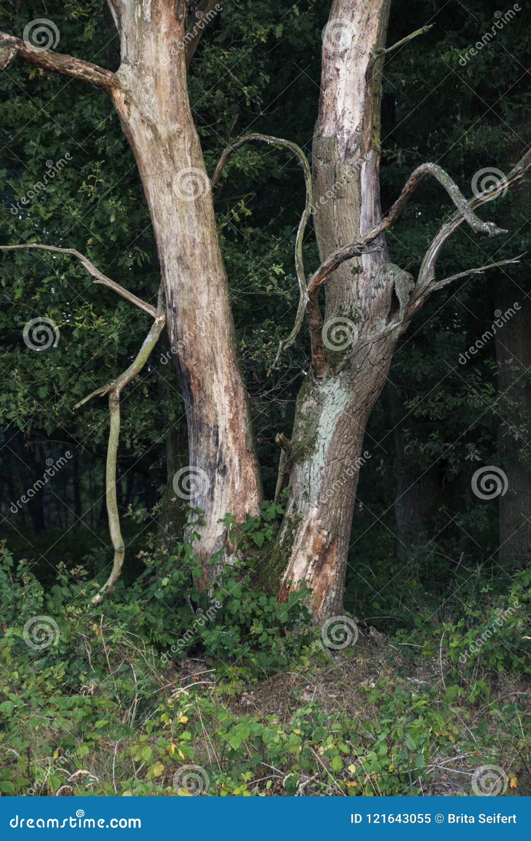 Dried Out Dead Tree in a Clearing in a Forest Stock Image - Image of ...