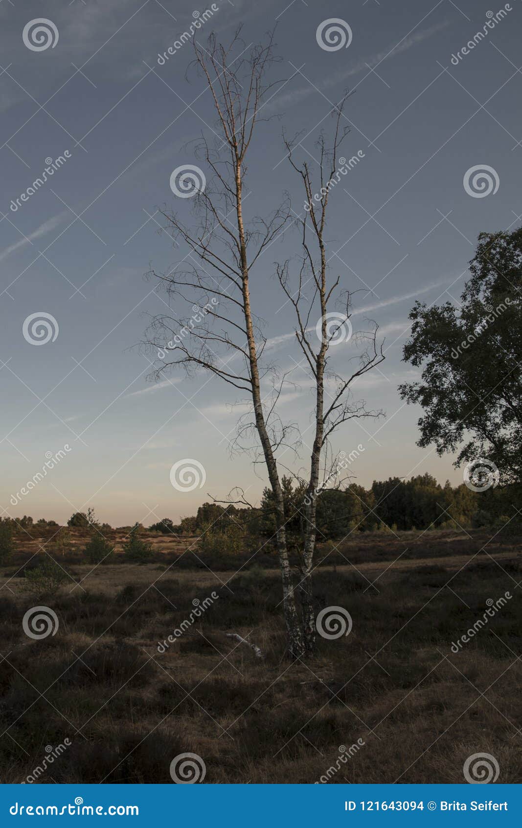 Dried Out Dead Tree in a Clearing in a Forest Stock Photo - Image of ...