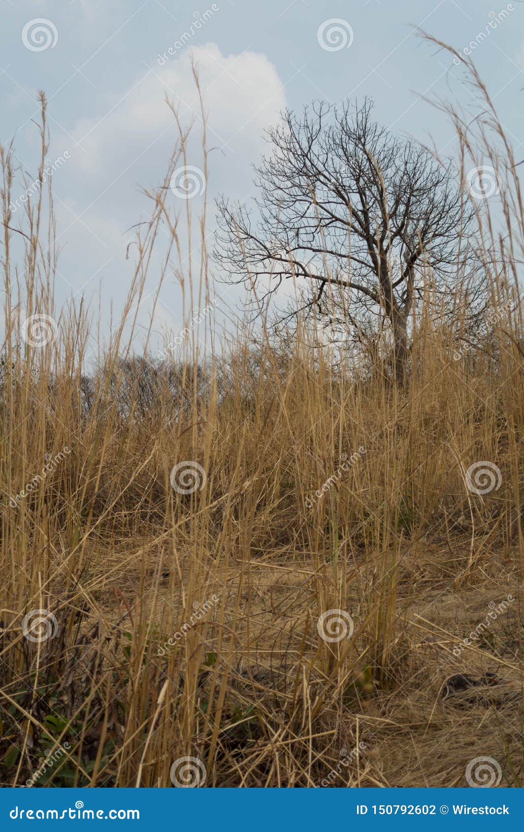 Dried Out Field with Dry Grass and Tree Branches Stock Photo - Image of ...