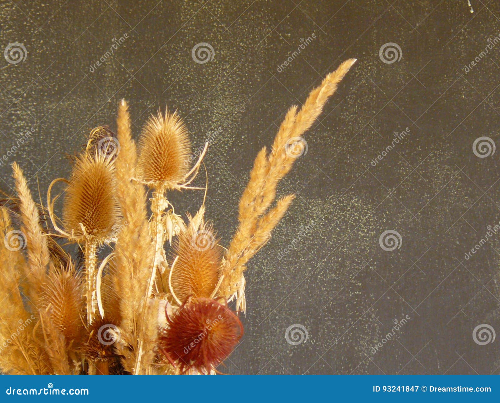 Dried out plants stock image. Image of black, wheat, dried - 93241847