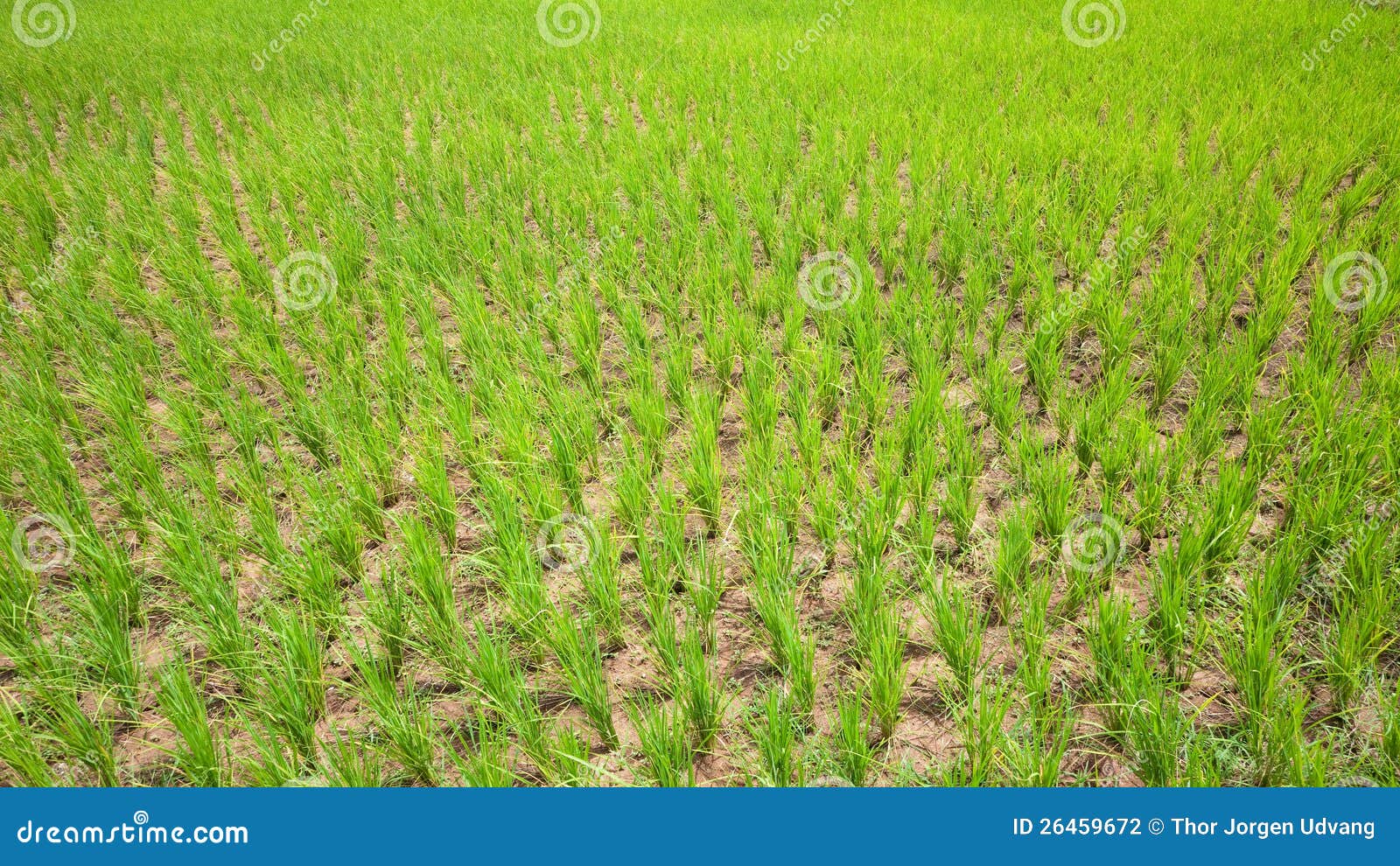 Dried Out Rice Field in Cambodia Stock Photo - Image of green, rice ...