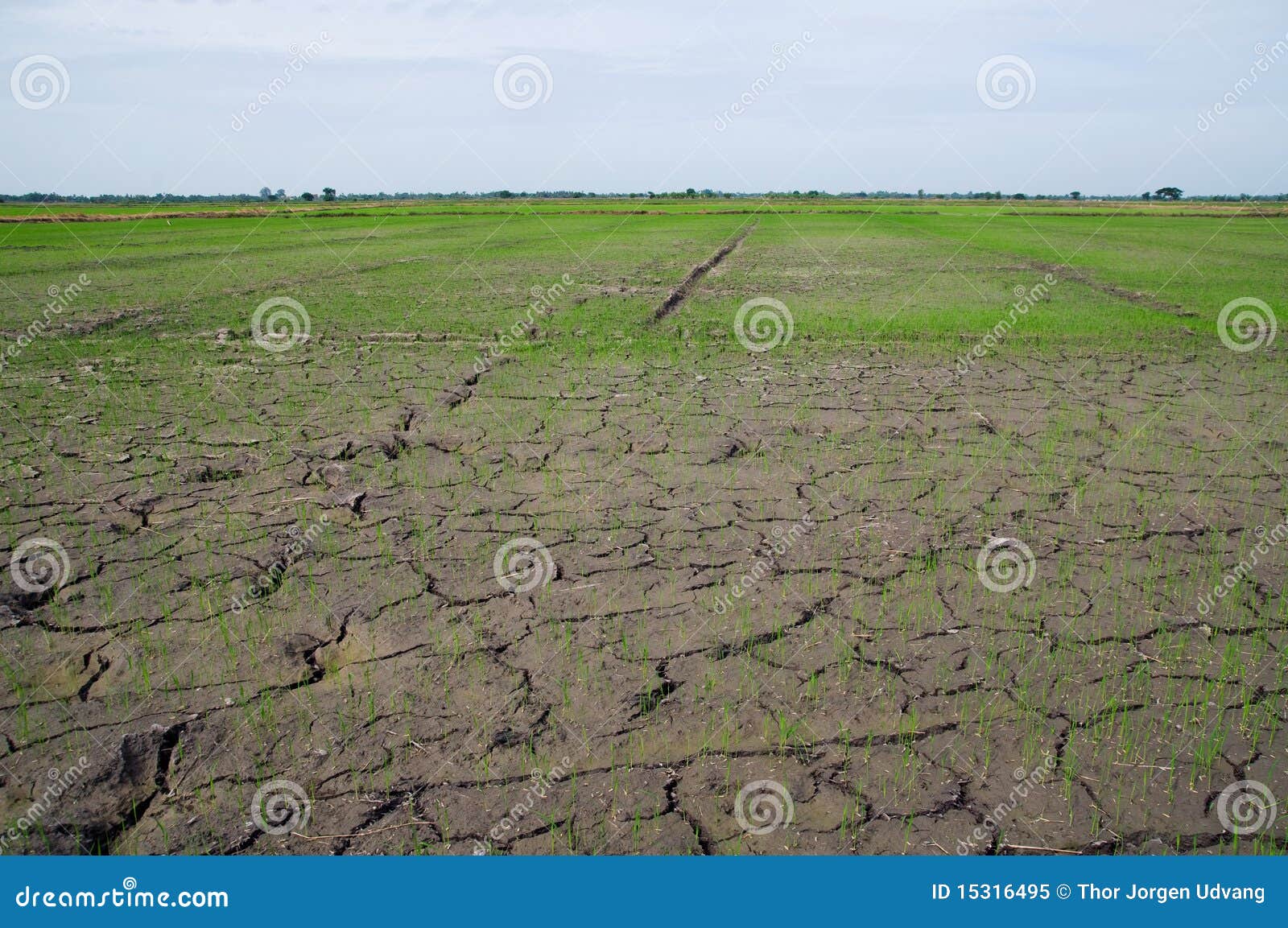 Dried Out Rice Paddy Fields in Thailand Stock Image - Image of earth ...
