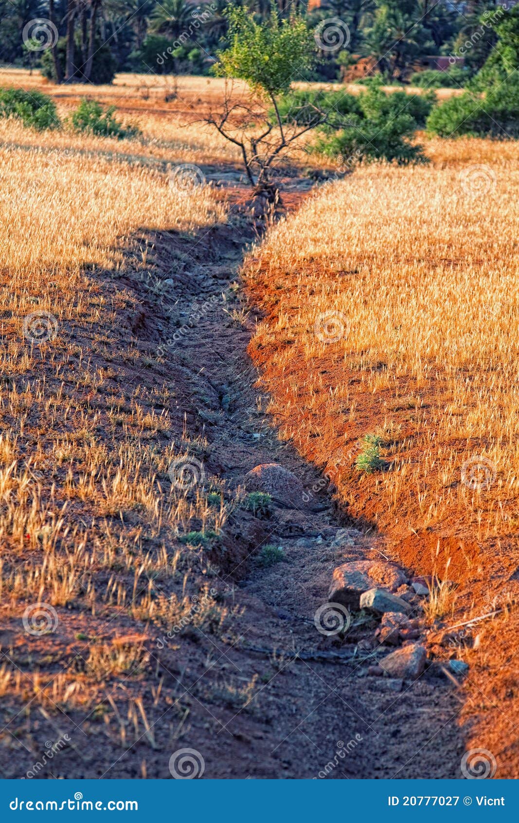 Dried out river stock image. Image of stream, shriveled - 20777027