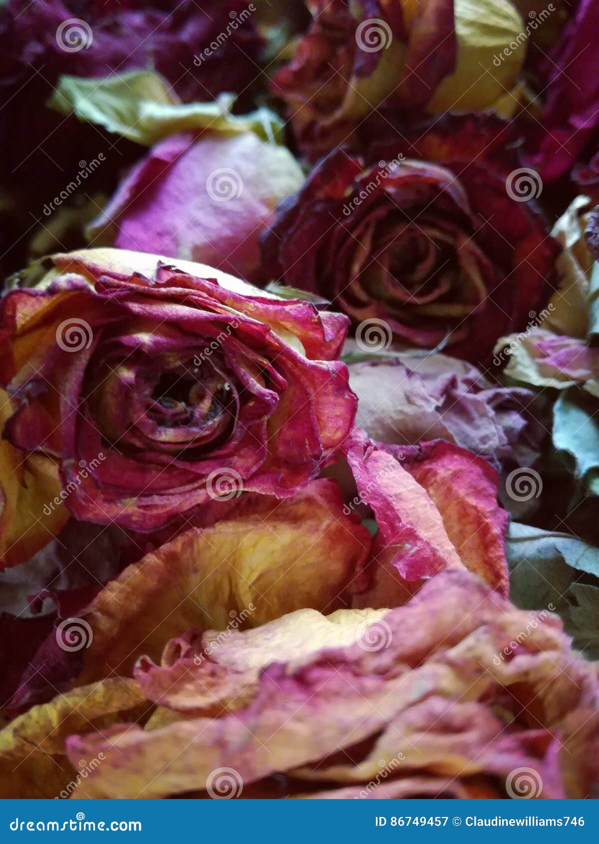 Dried out roses stock image. Image of represented, love - 86749457