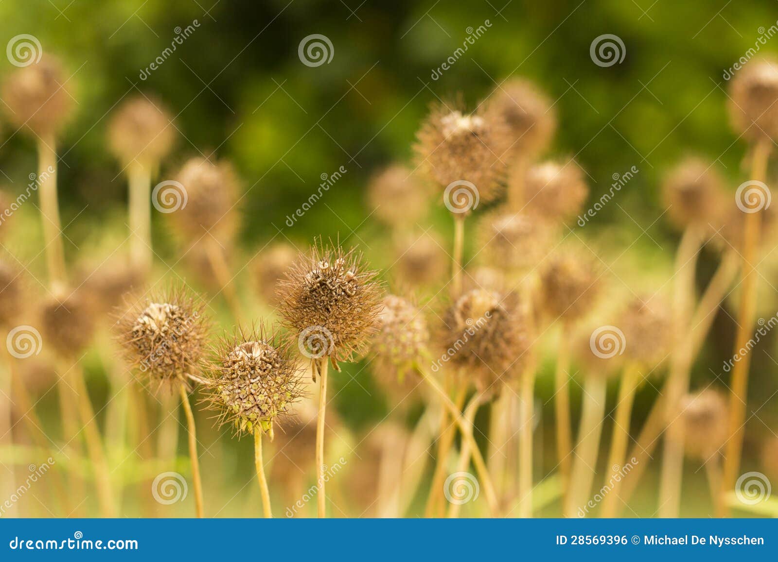 Dried Out Seed Pods with No Seeds Stock Photo - Image of dead, plant ...