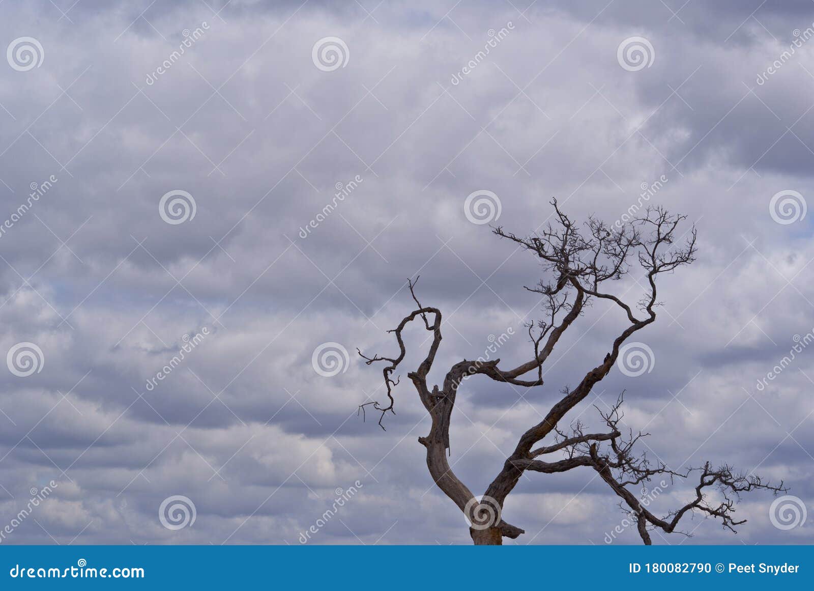Dried Out Tree on a Cloudy Day Stock Photo - Image of savanna, branch ...