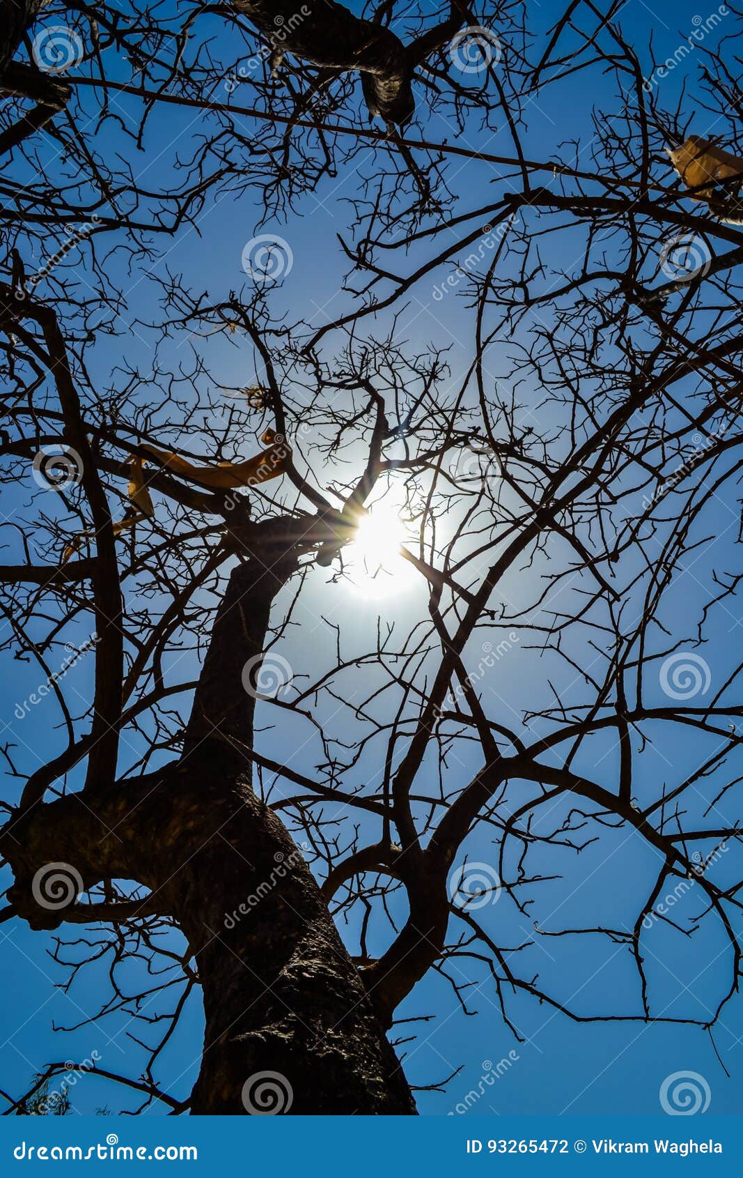 Dried out Tree stock photo. Image of landscape, kutch - 93265472