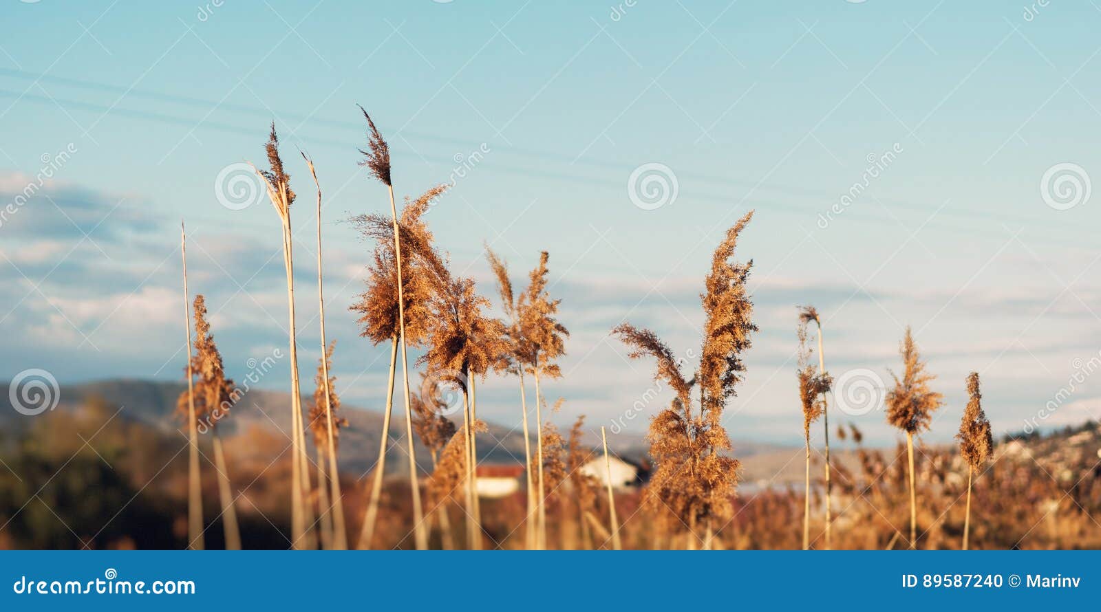 Dried Overgrown Sedge Sways in the Wind in Autumn Stock Photo - Image ...