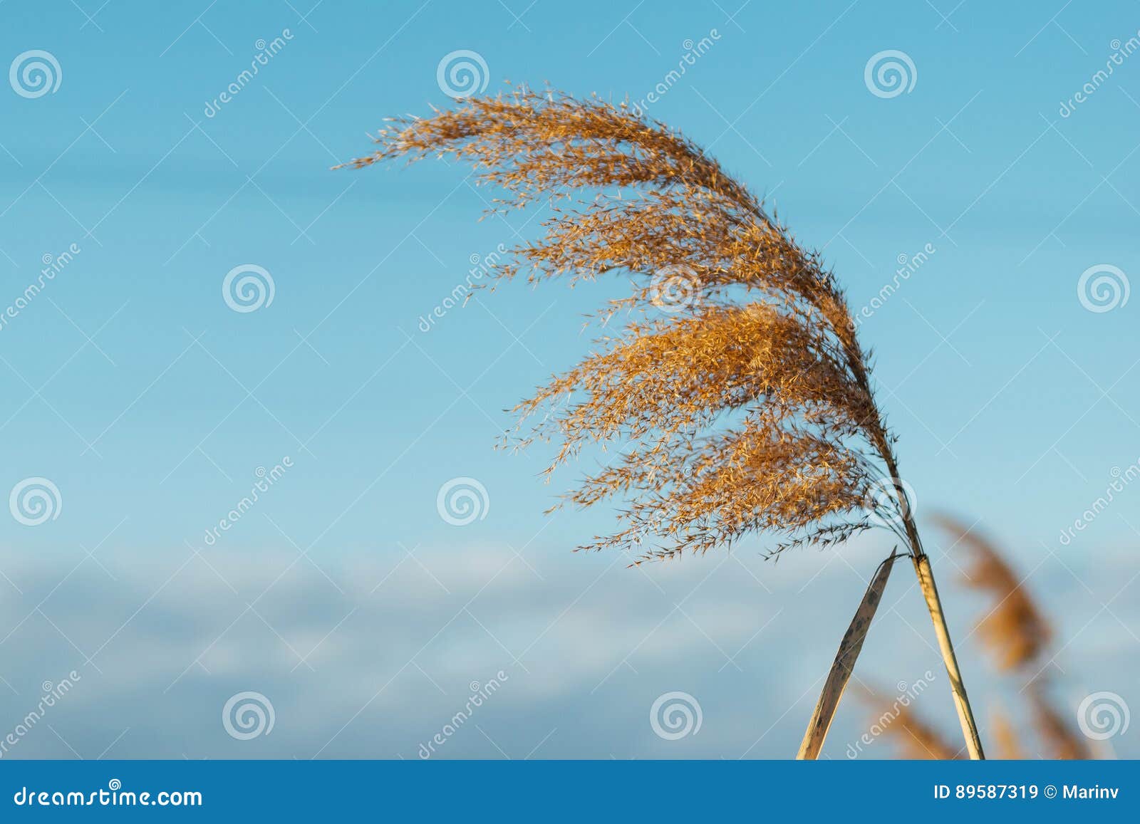 Dried Overgrown Sedge Sways in the Wind in Autumn Stock Image - Image ...