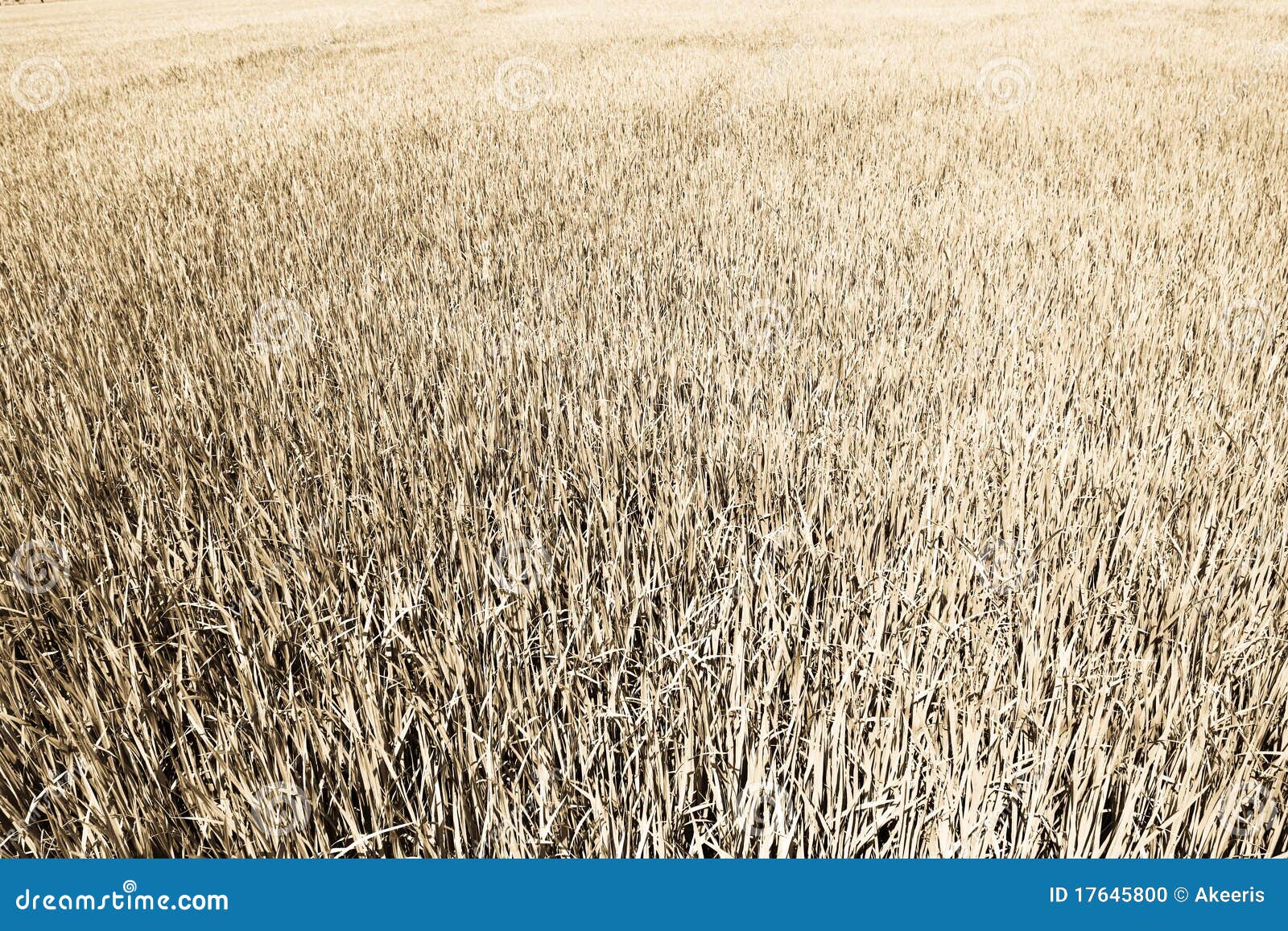 Dried paddy field, rice stock photo. Image of grain, brown - 17645800