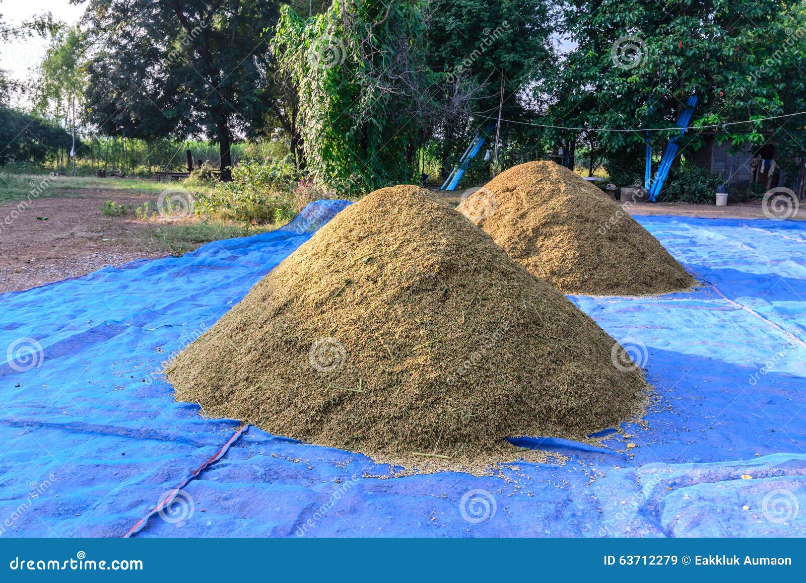 Dried Paddy Heap on Canvas, Postharvest Stock Image - Image of ...