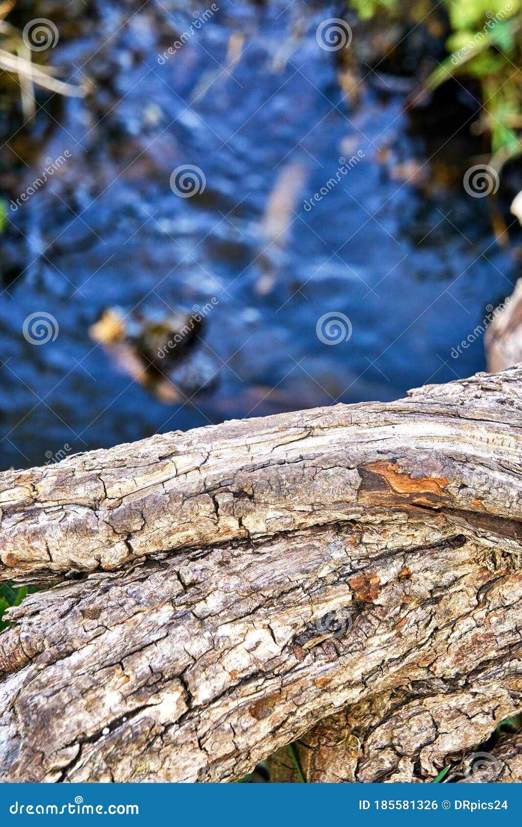 Dried Pale Colored Tree Trunk Stump with Blurred Water in the ...