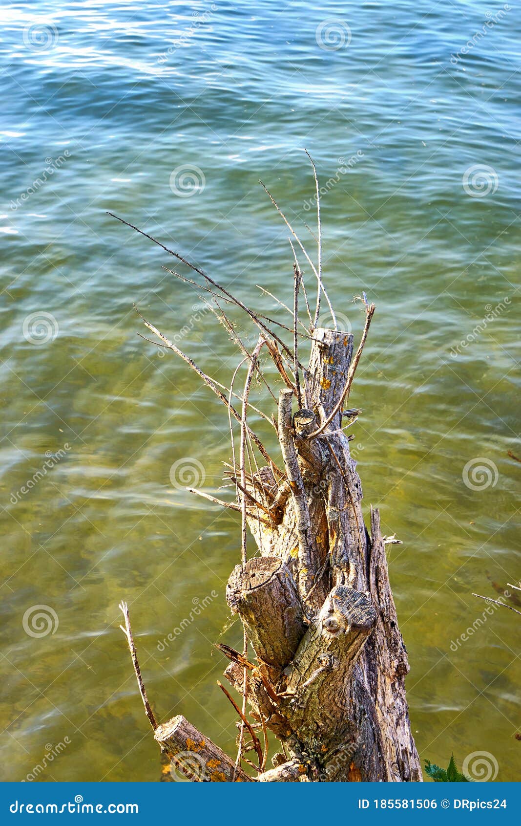Dried Pale Tree Stump In The Water As A Natural Background Stock Image ...
