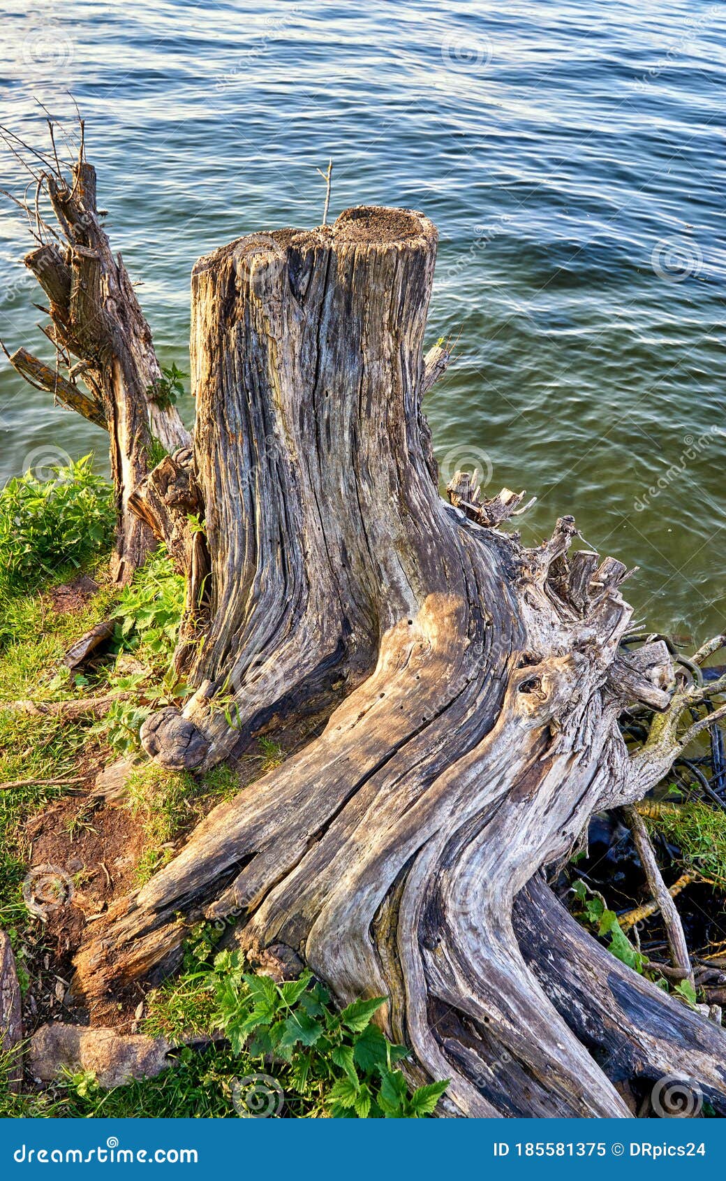 Dried Pale Colored Tree Trunk Stump on the Shore of a Lake Stock Image ...