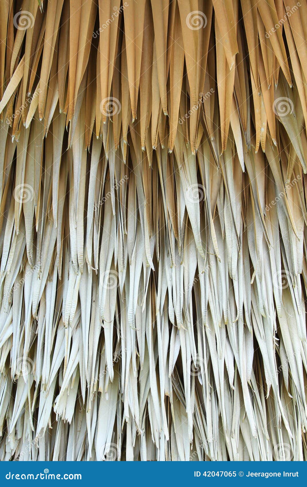 Dried palm background stock image. Image of palm, garden - 42047065