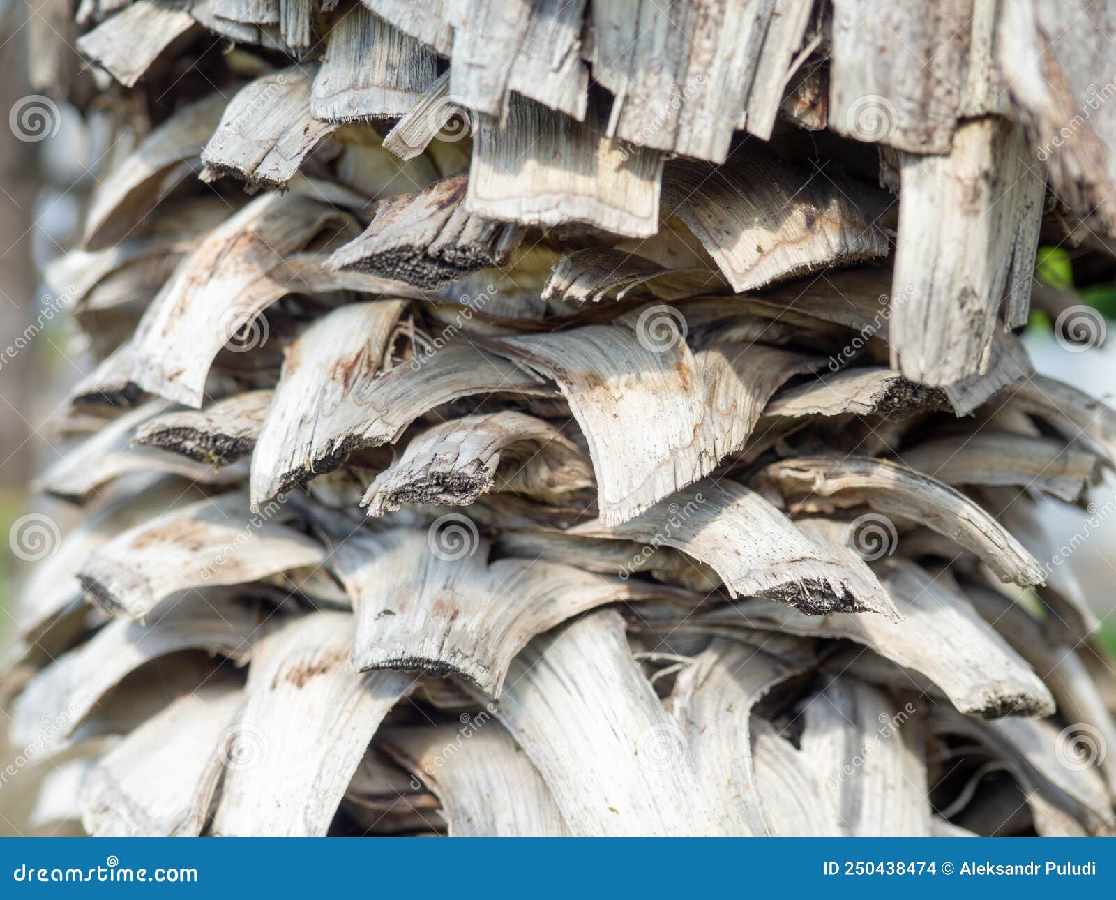 Dried Palm Leaves. Southern Tree Trunk. Sliced Palm Leaves Stock Photo ...