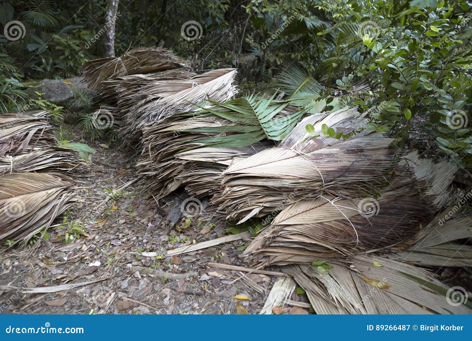 Dried Palm Tree Leaves at Wayside Stock Image - Image of seychelles ...