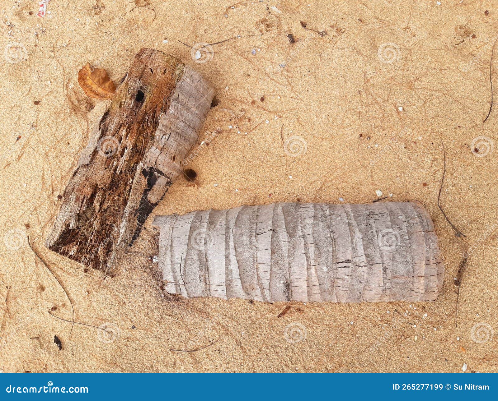 Dried Palm Trunk Bark on White Sand. Background of Biodegradable Nature ...