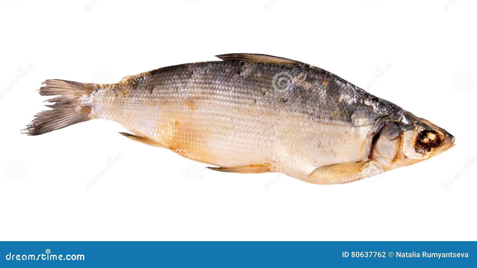 The Coregonus Peled, Coregonus Nasus White Fish And Crucians. Royalty ...