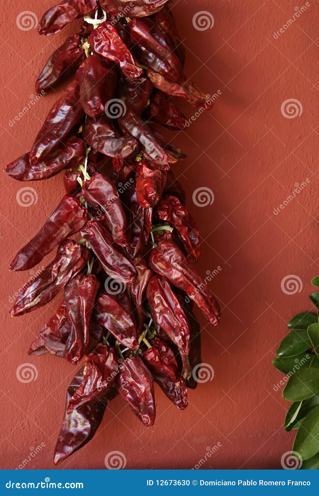 Dried peppers stock photo. Image of dried, hang, spice - 12673630