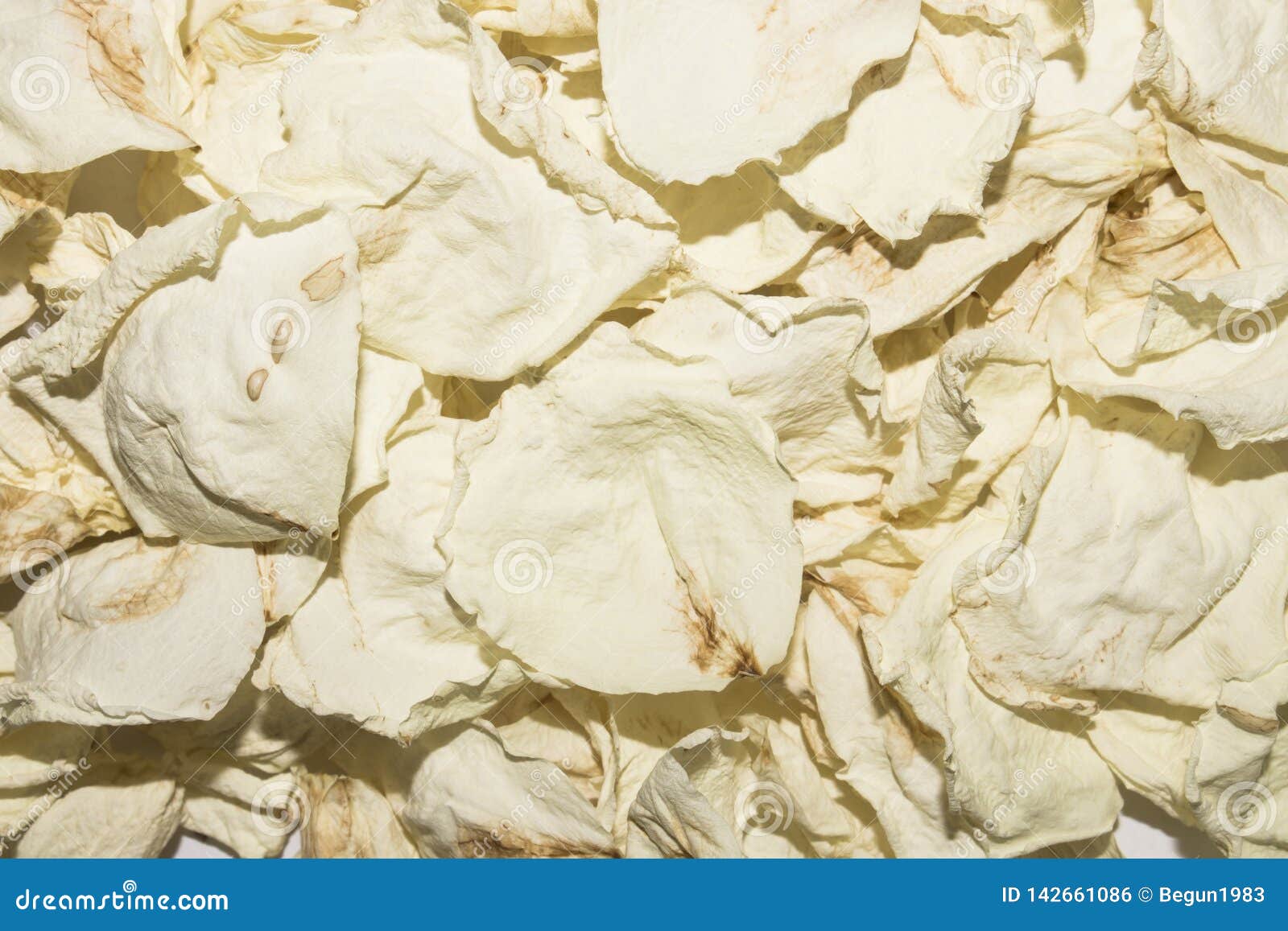 Dried Petals of White Roses. Stock Photo - Image of love, flower: 142661086