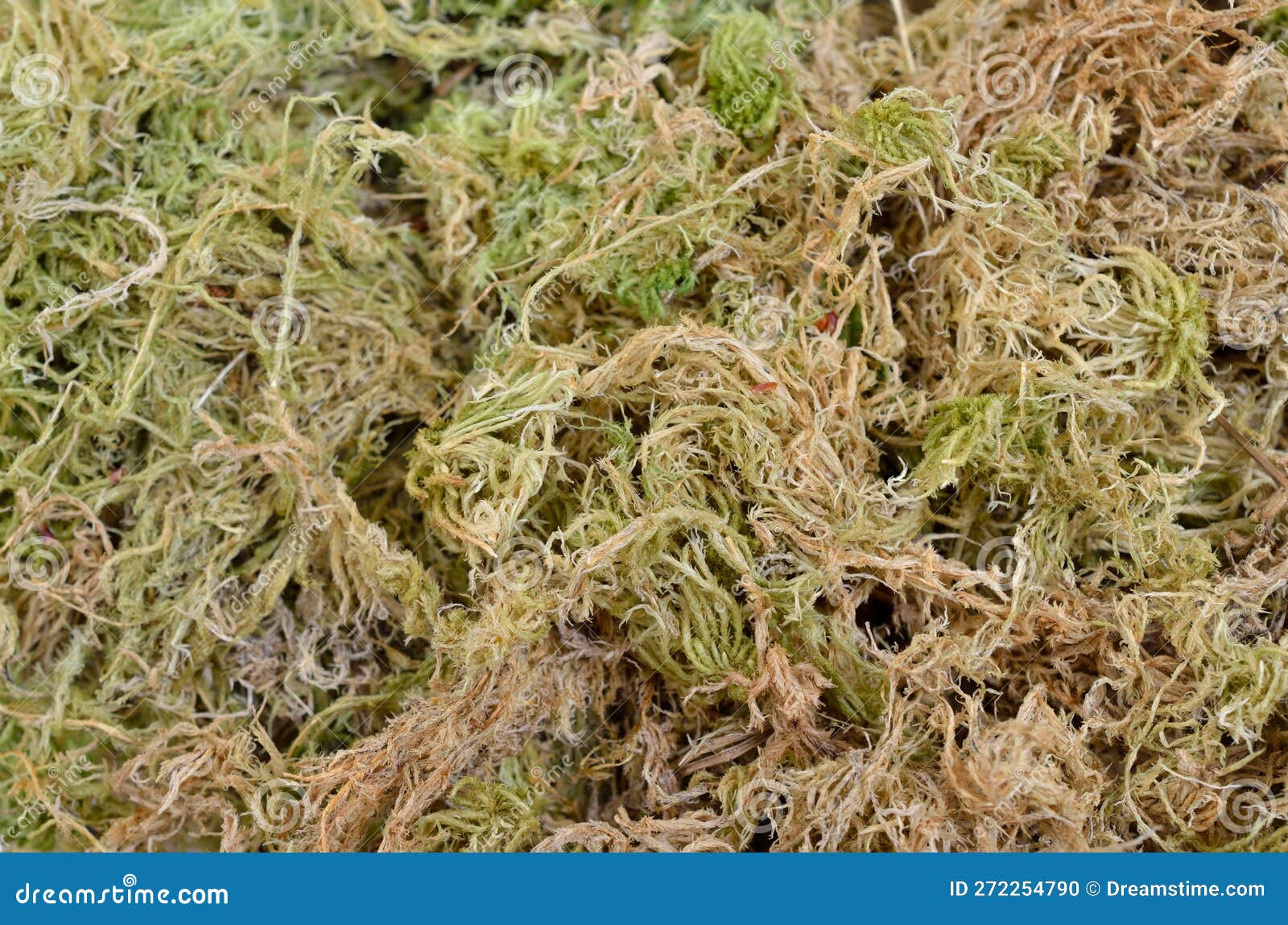 Moss Is Also Known As An Ancient Plant, You Know! Stock Photography ...