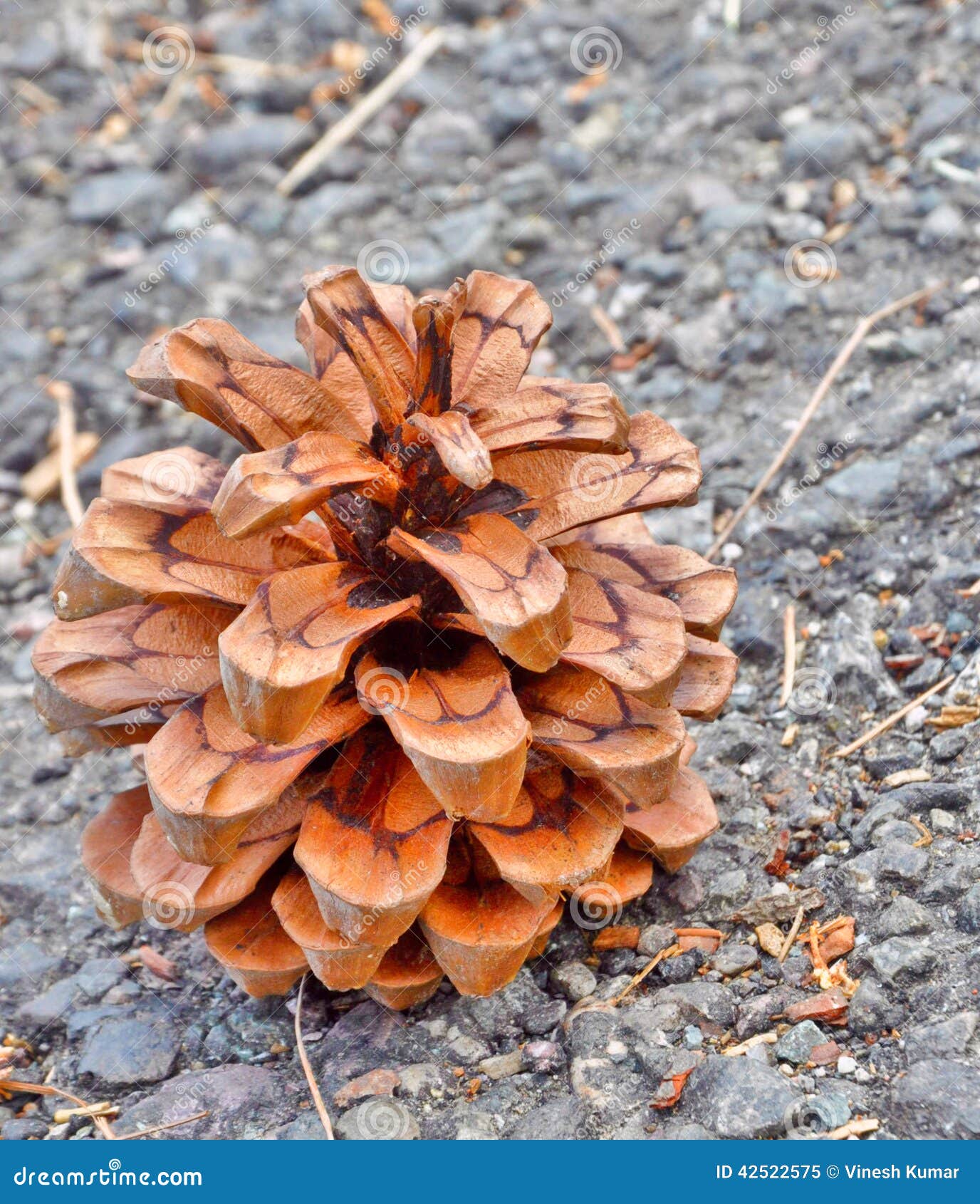 Dried Pine In Autumn. The View From Below Royalty-Free Stock Photo ...