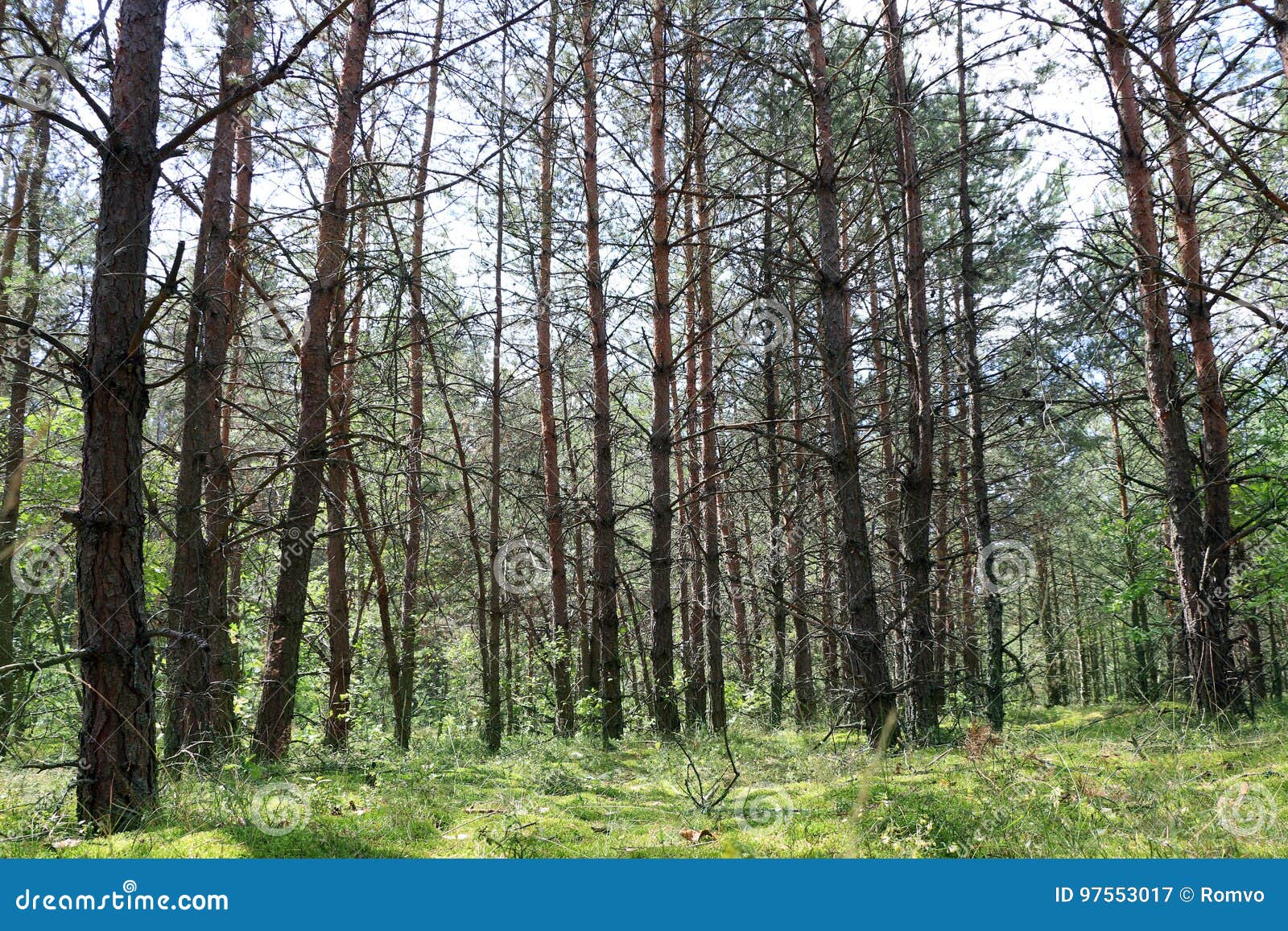 Dried pine forest sun rays stock image. Image of foliage - 97553017