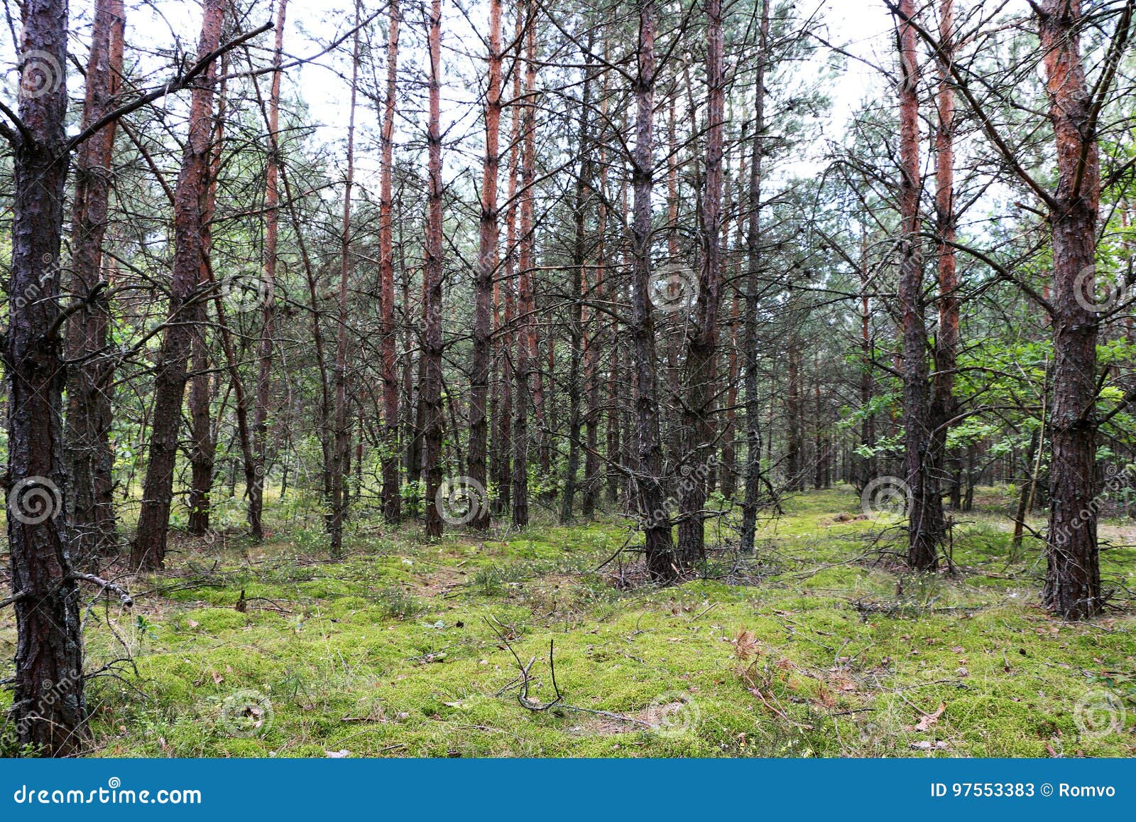 Dried pine forest stock image. Image of lush, landscape - 97553383