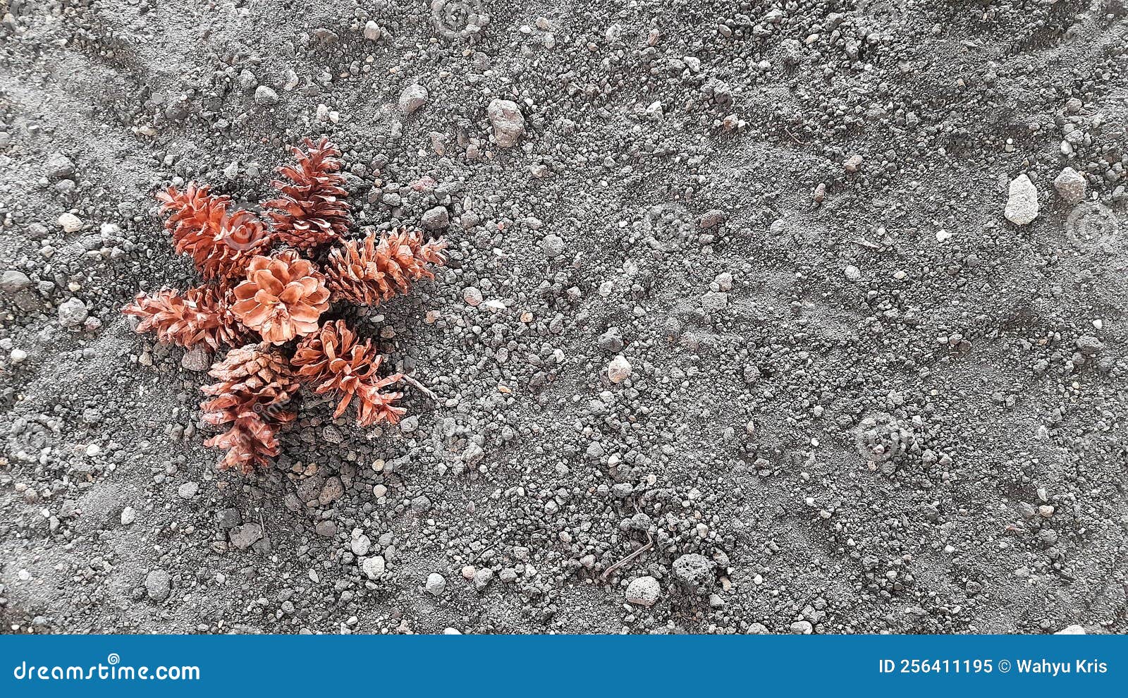 Dried Pine with Grey Background Stock Image - Image of frame, frost ...