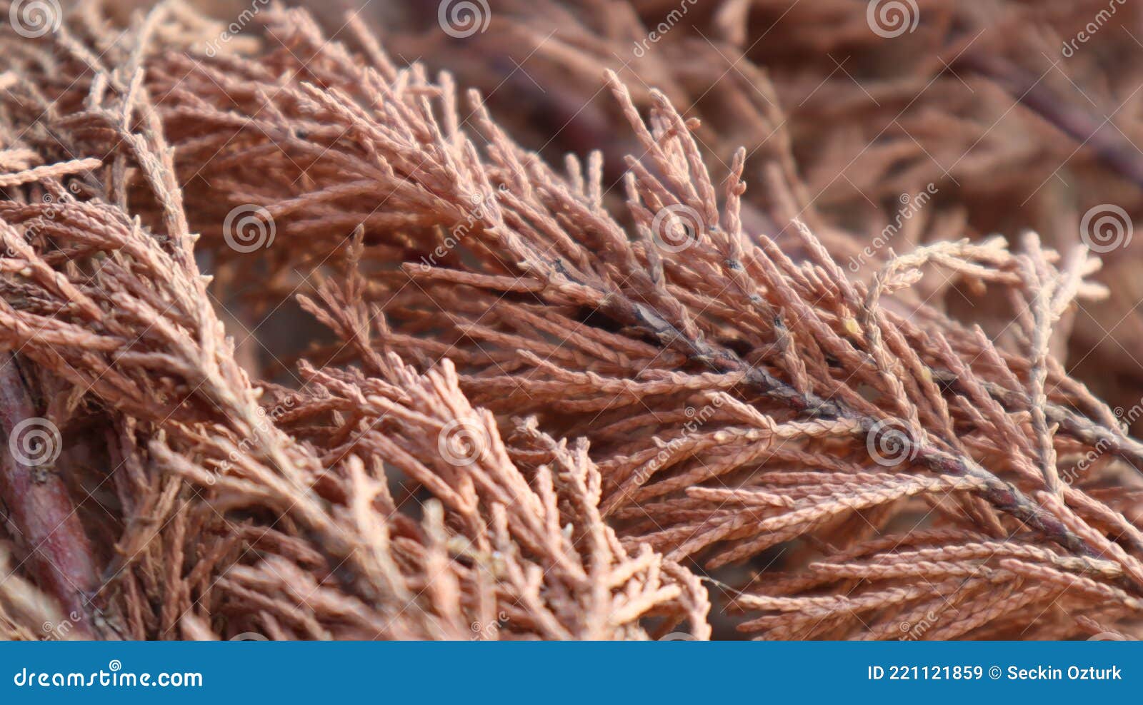 Dried Brown Pine Tree Branches in Nature Stock Image - Image of ...