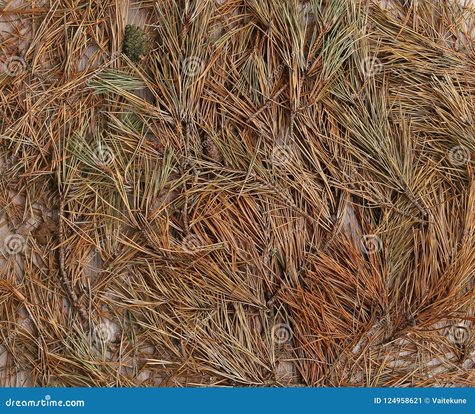 Dried Pine Needles Texture Background. Stock Image - Image of pine ...
