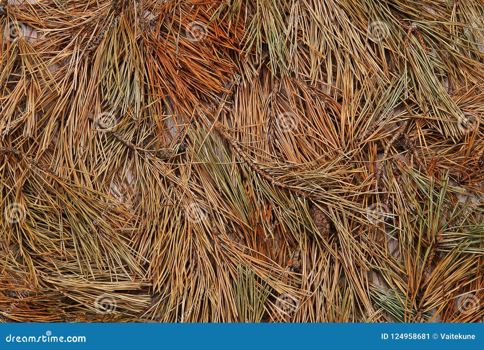Dried Pine Needles Texture Background. Stock Image - Image of tree ...