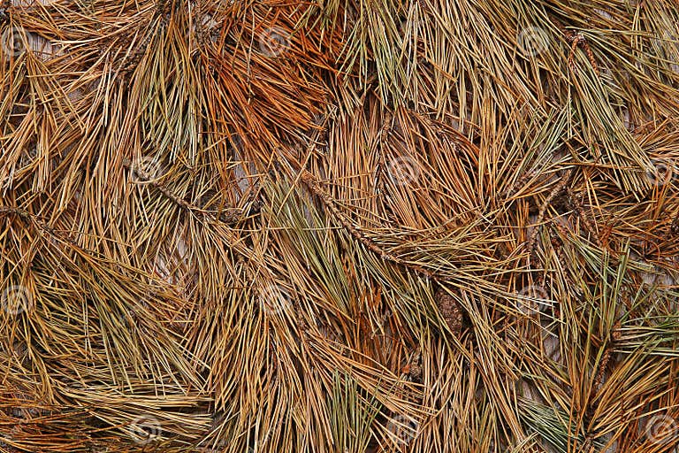 Dried Pine Needles Texture Background. Stock Image - Image of tree ...